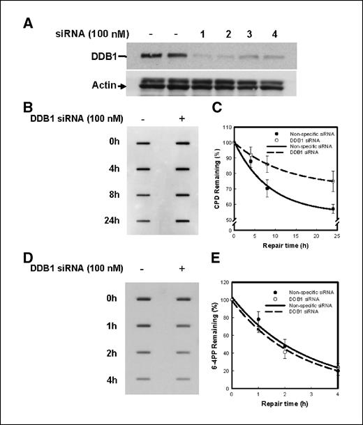 DNA Damage Binding Protein Component DDB1 Participates in Nucleotide ...