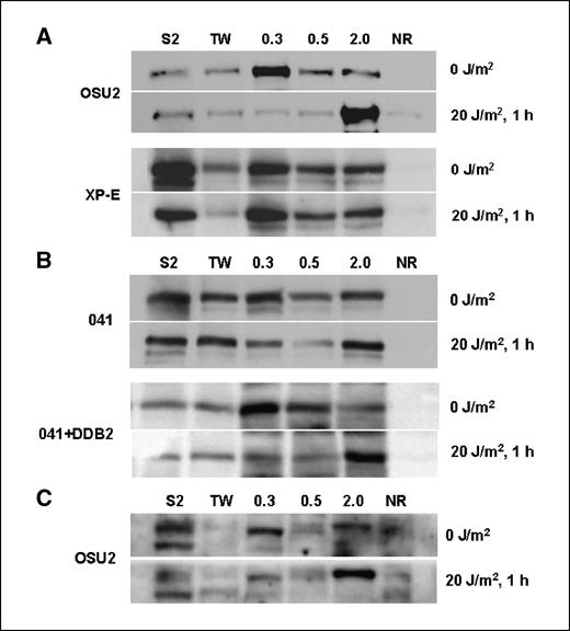 DNA Damage Binding Protein Component DDB1 Participates in Nucleotide ...