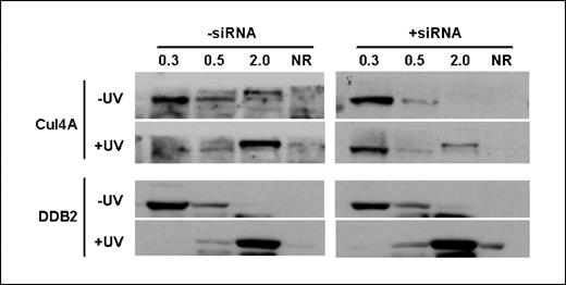 DNA Damage Binding Protein Component DDB1 Participates in Nucleotide ...