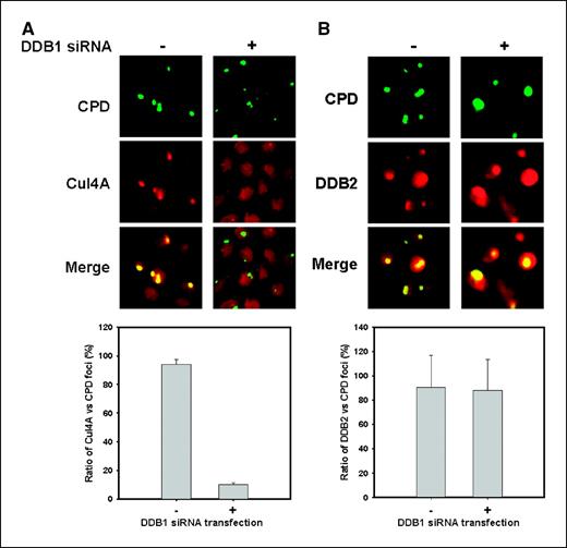 DNA Damage Binding Protein Component DDB1 Participates in Nucleotide ...