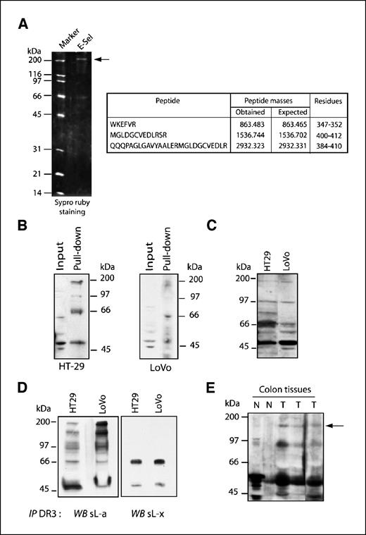 Death Receptor-3, a New E-Selectin Counter-Receptor that Confers ...