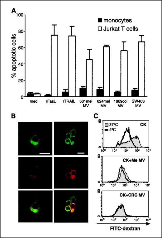 Human Tumor-Released Microvesicles Promote the Differentiation of ...
