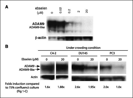 Oxidative Stress Induces ADAM9 Protein Expression in Human Prostate ...