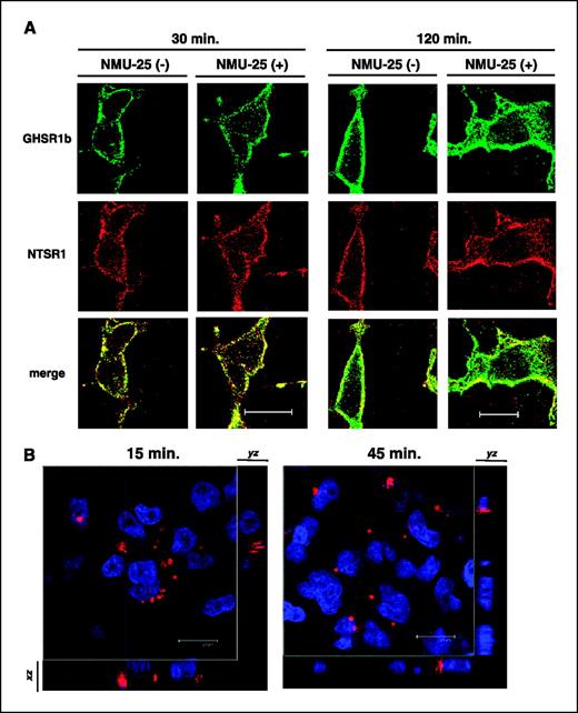 The Neuromedin U-Growth Hormone Secretagogue Receptor 1b/Neurotensin ...