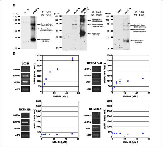 The Neuromedin U-Growth Hormone Secretagogue Receptor 1b/Neurotensin ...