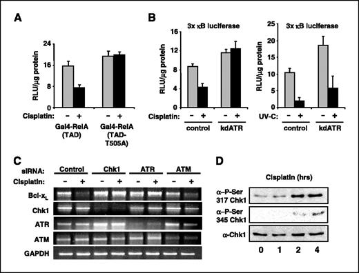 Cisplatin Mimics ARF Tumor Suppressor Regulation of RelA (p65) Nuclear ...