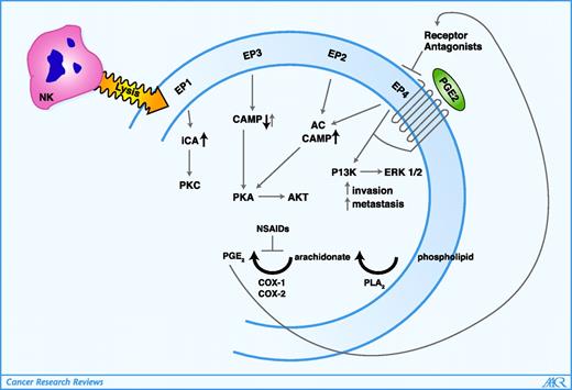 Targeting Prostaglandin E EP Receptors to Inhibit Metastasis | Cancer ...
