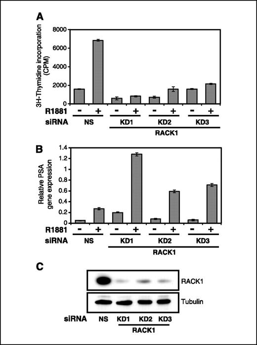 Receptor for Activated C Kinase 1 (RACK1) and Src Regulate the Tyrosine ...