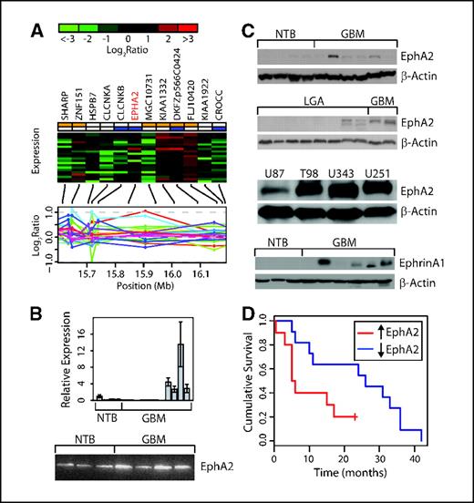 A Genome-Wide Screen Reveals Functional Gene Clusters in the Cancer ...