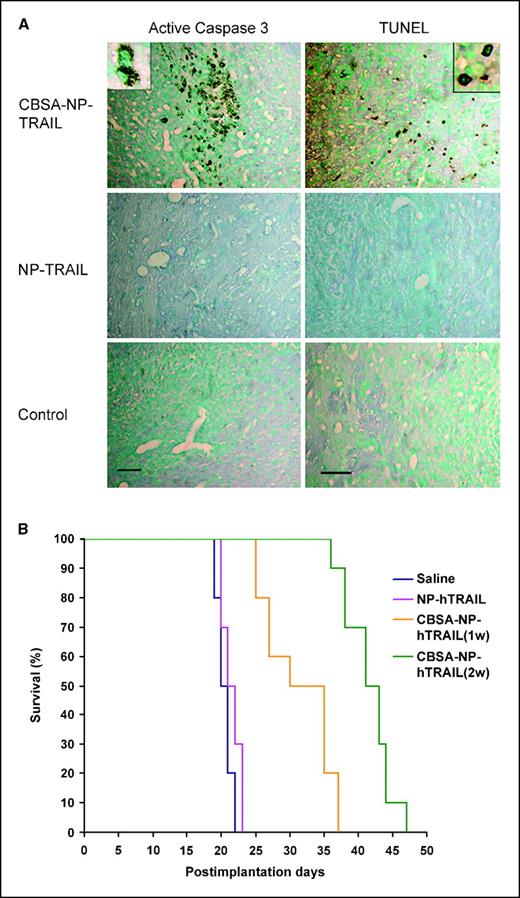 Cationic Albumin–Conjugated Pegylated Nanoparticles Allow Gene Delivery ...