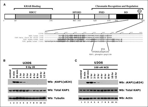 KAP1, a Novel Substrate for PIKK Family Members, Colocalizes with ...