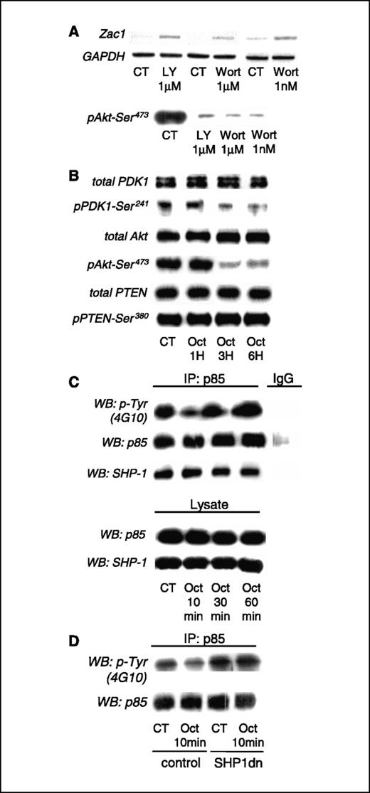 Octreotide, a Somatostatin Analogue, Mediates Its Antiproliferative ...