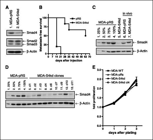 The Tumor Suppressor Smad4 Is Required for Transforming Growth Factor β ...