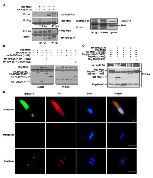 Role of the Tumor Suppressor RASSF1A in Mst1-Mediated Apoptosis ...