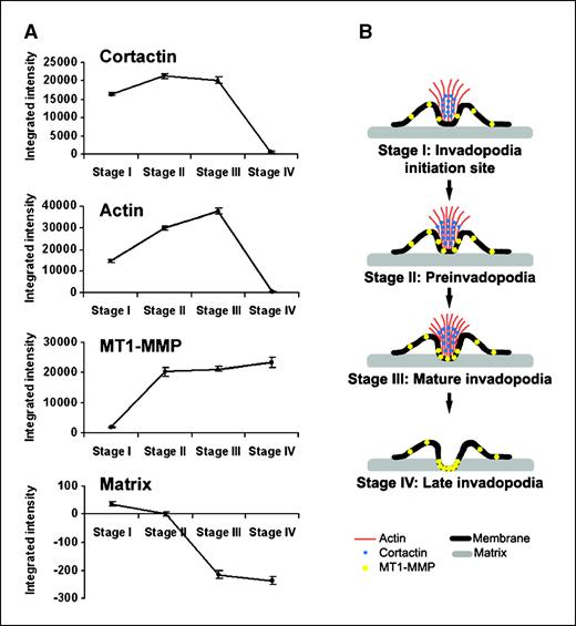 Dynamic Interactions of Cortactin and Membrane Type 1 Matrix ...