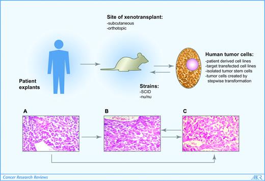 Contributions of Human Tumor Xenografts to Anticancer Drug Development ...