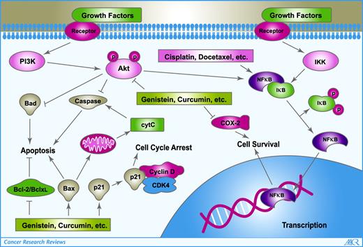 Using Chemopreventive Agents to Enhance the Efficacy of Cancer Therapy ...