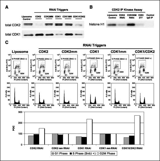 Discovery and Evaluation of Dual CDK1 and CDK2 Inhibitors | Cancer ...