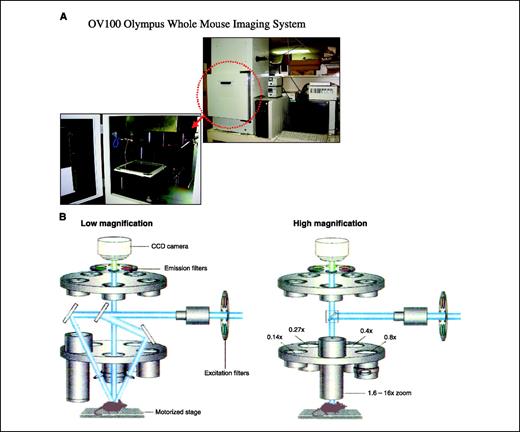 Development of Real-time Subcellular Dynamic Multicolor Imaging of ...