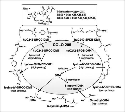 Antibody-Maytansinoid Conjugates Are Activated in Targeted Cancer Cells ...