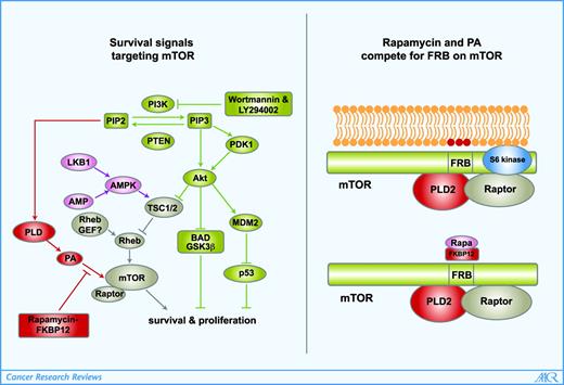 Regulation of mTOR by Phosphatidic Acid? | Cancer Research | American ...