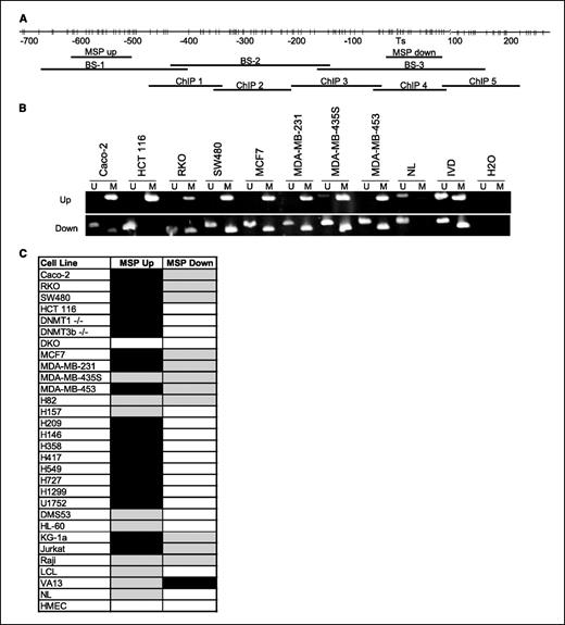 hTERT Is Expressed in Cancer Cell Lines Despite Promoter DNA ...