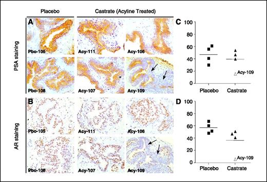 Intraprostatic Androgens and Androgen-Regulated Gene Expression Persist ...