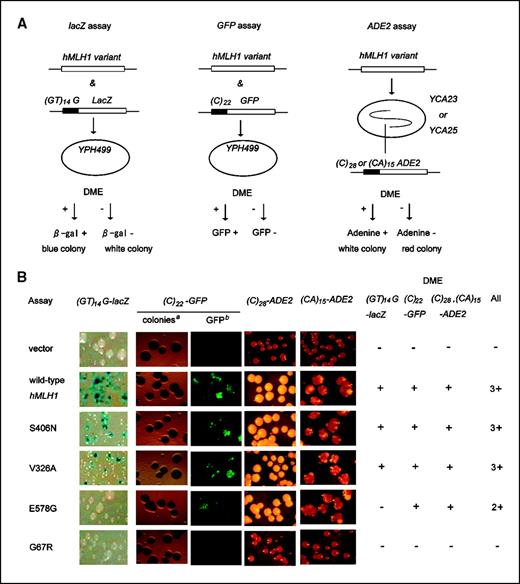 Functional Analysis of Human MLH1 Variants Using Yeast and In vitro ...