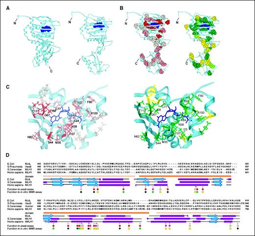 Functional Analysis of Human MLH1 Variants Using Yeast and In vitro ...