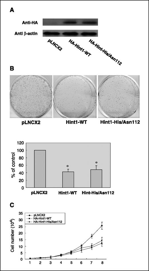 Hint1 Inhibits Growth and Activator Protein-1 Activity in Human Colon ...