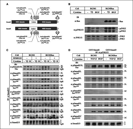 Reversible Smad-Dependent Signaling between Tumor Suppression and ...