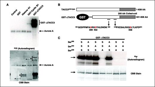 Localization of Human TACC3 to Mitotic Spindles Is Mediated by ...