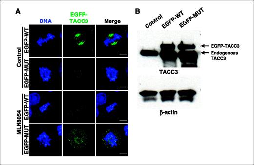 Localization of Human TACC3 to Mitotic Spindles Is Mediated by ...