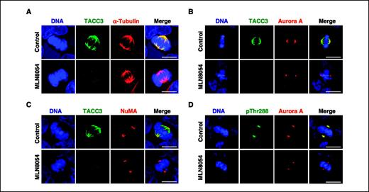 Localization of Human TACC3 to Mitotic Spindles Is Mediated by ...