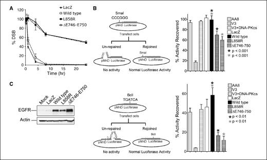 Somatic Mutations in the Tyrosine Kinase Domain of Epidermal Growth ...