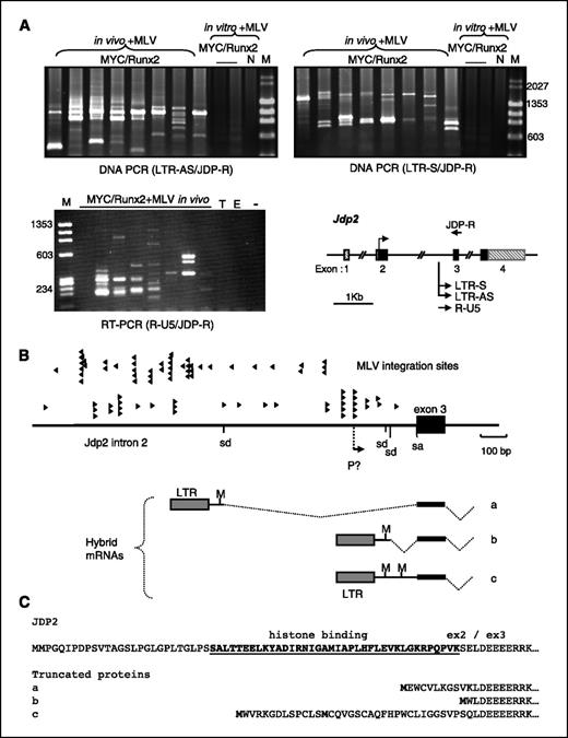 Insertional Mutagenesis Reveals Progression Genes and Checkpoints in MYC/Runx2 Lymphomas ...
