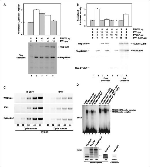 Repression of RUNX1 Activity by EVI1: A New Role of EVI1 in Leukemogenesis | Cancer Research ...