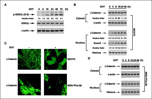 Androgen-Induced Wnt Signaling in Preosteoblasts Promotes the Growth of ...