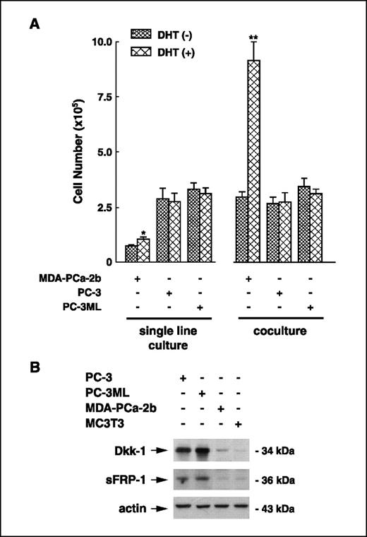 Androgen-Induced Wnt Signaling in Preosteoblasts Promotes the Growth of ...
