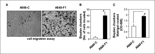 FRA-1 Proto-Oncogene Induces Lung Epithelial Cell Invasion and ...