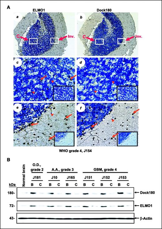 ELMO1 and Dock180, a Bipartite Rac1 Guanine Nucleotide Exchange Factor ...