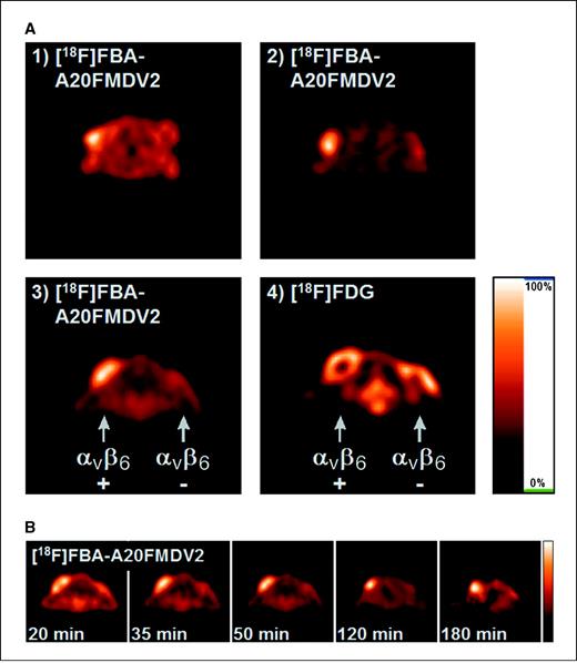 Use of a Peptide Derived from Foot-and-Mouth Disease Virus for the ...