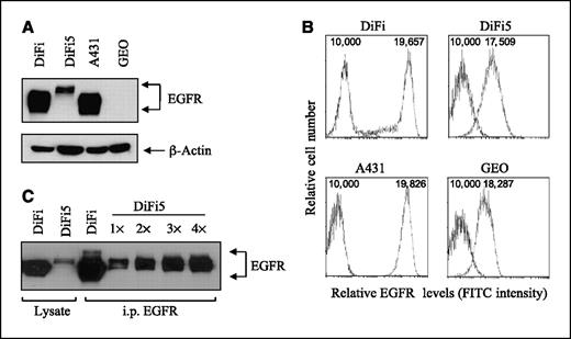 Epidermal Growth Factor Receptor (EGFR) Ubiquitination as a Mechanism ...