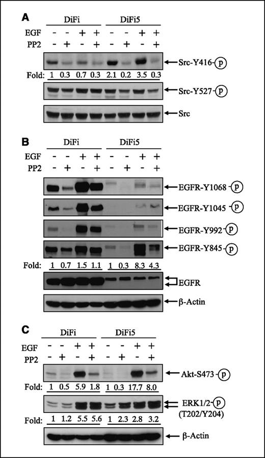 Epidermal Growth Factor Receptor (EGFR) Ubiquitination as a Mechanism ...