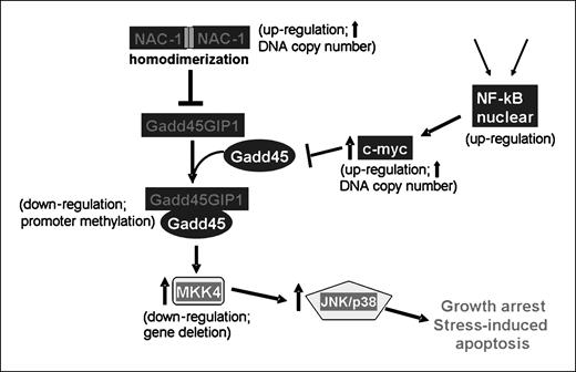 NAC-1 Controls Cell Growth and Survival by Repressing Transcription of ...