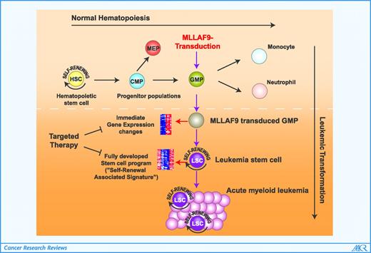 Mixed Lineage Leukemia Translocations and a Leukemia Stem Cell Program ...