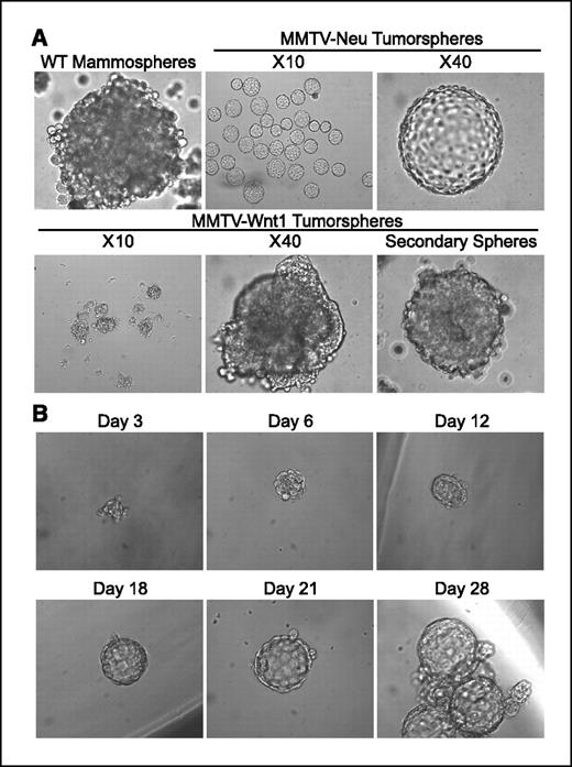 Identification of Tumorsphere- and Tumor-Initiating Cells in HER2/Neu ...