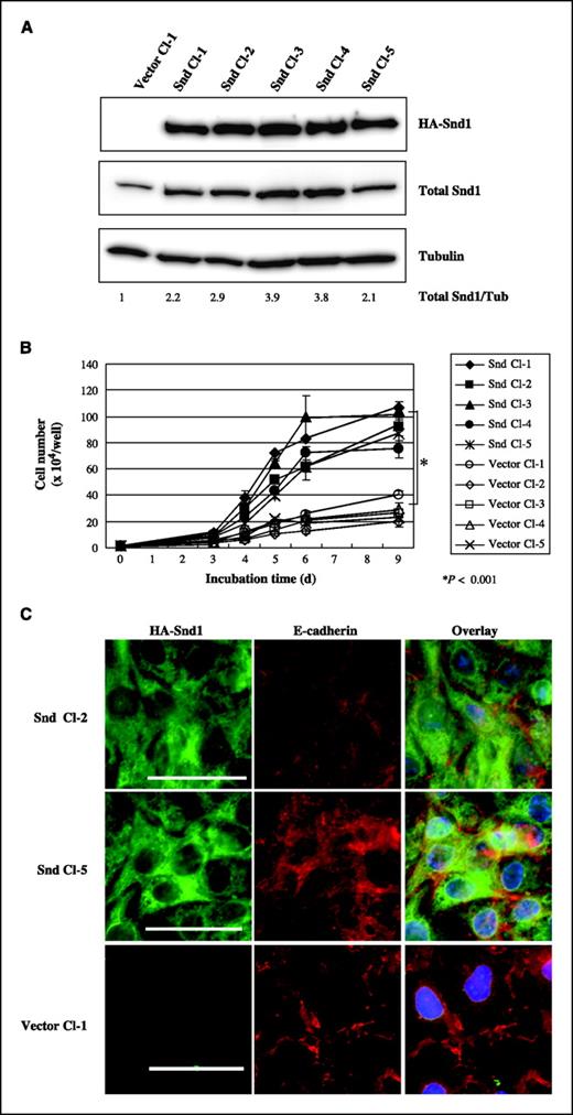 SND1, a Component of RNA-Induced Silencing Complex, Is Up-regulated in ...