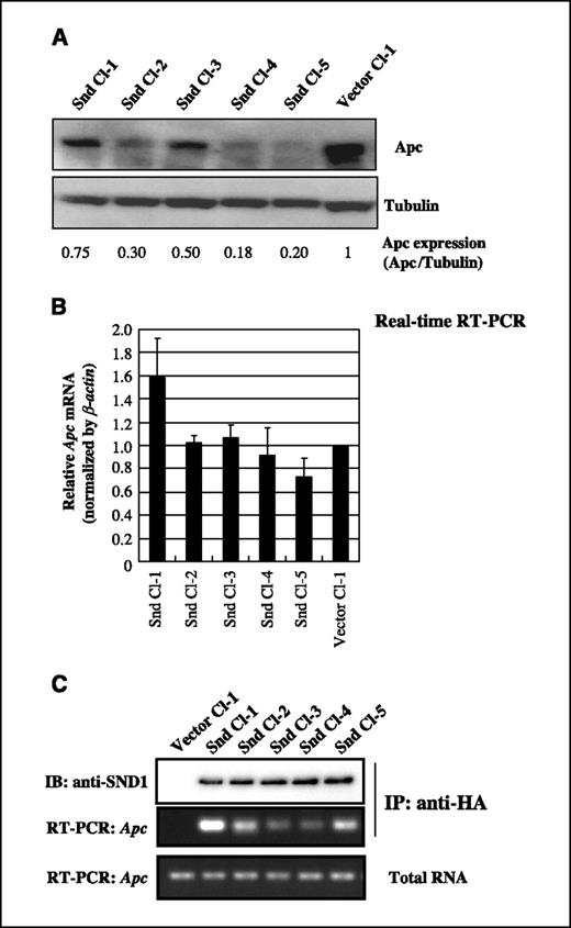 SND1, a Component of RNA-Induced Silencing Complex, Is Up-regulated in ...
