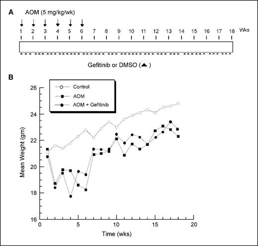 Epidermal Growth Factor Receptor Signaling Is Required for Microadenoma ...